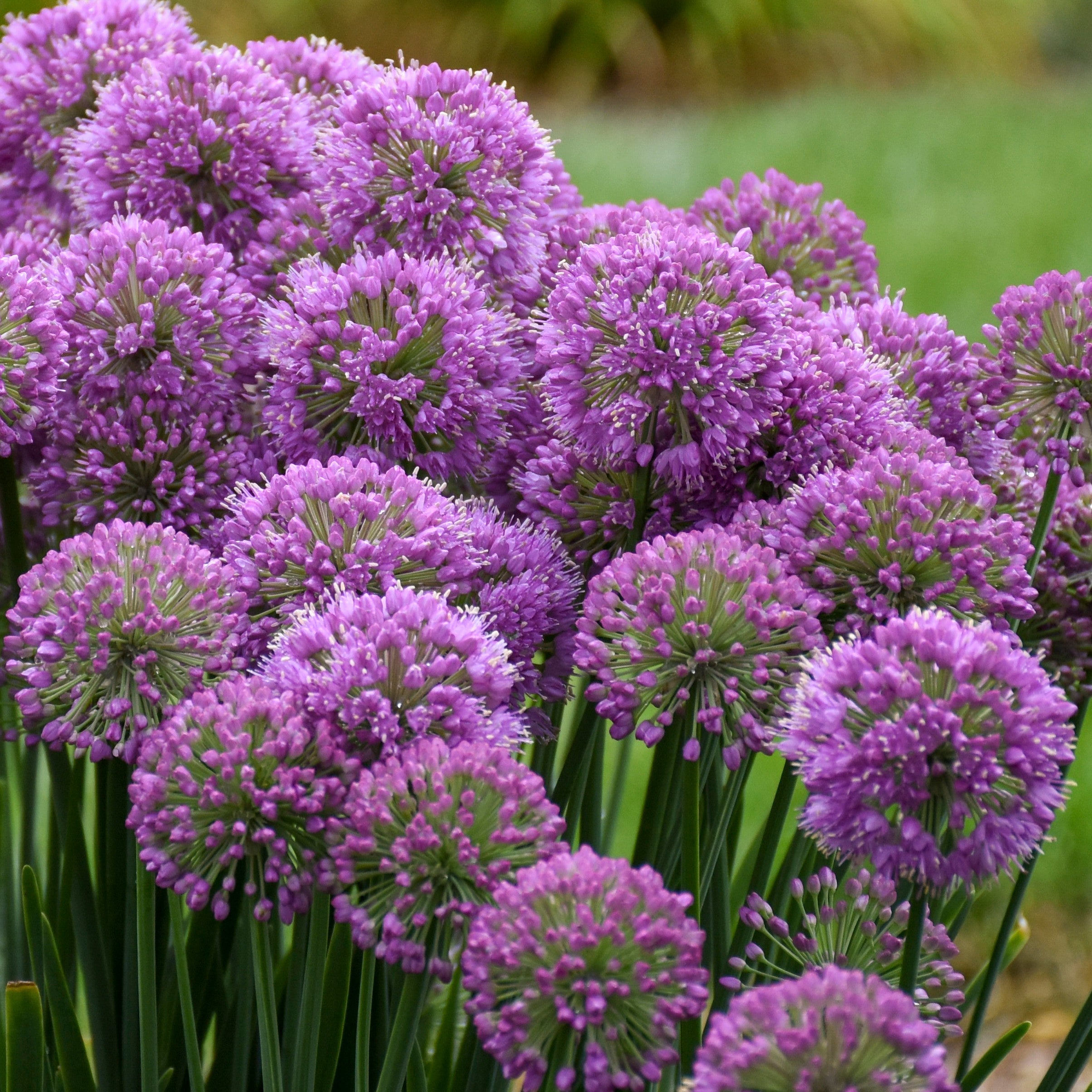 Ornamental Onion | 'Serendipity' | Proven Winners® Perennials – Proven ...