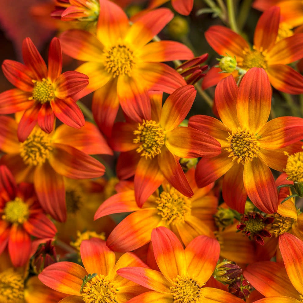 Apache Beggarticks | Campfire® Flame | Proven Winners® Annuals – Proven ...