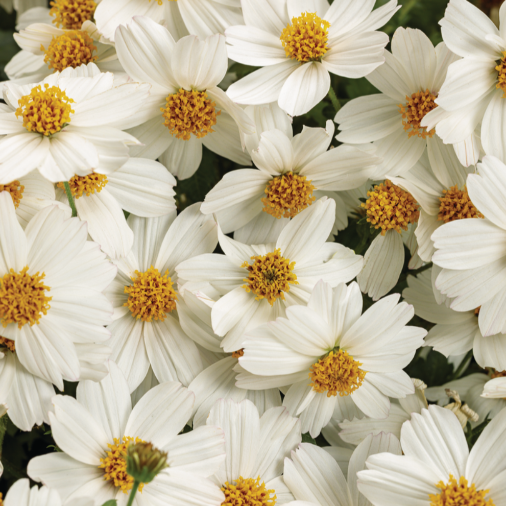 Apache Beggarticks | Campfire® Marshmallow™ | Proven Winners® Annuals ...