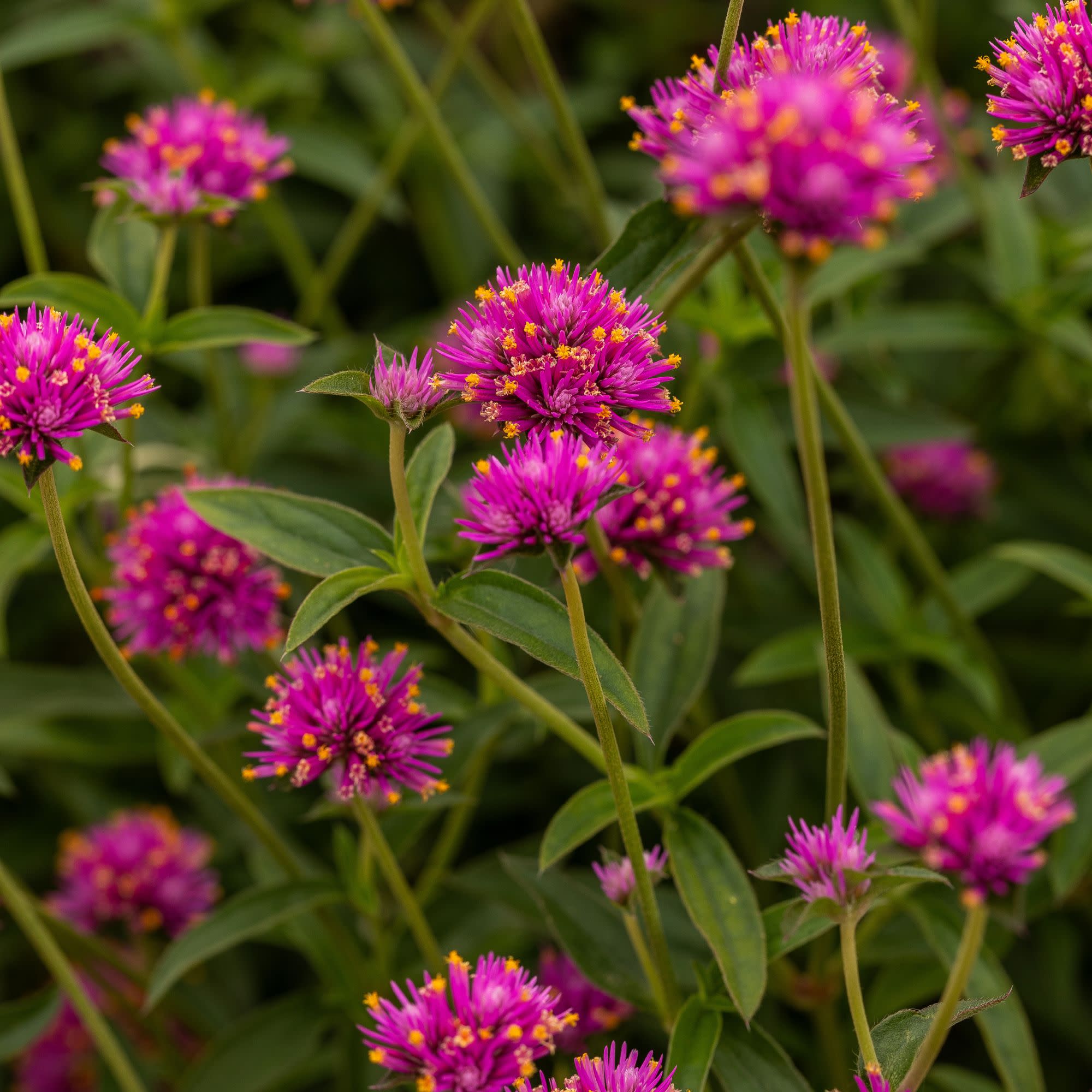 Globe Amaranth | Truffula™ Pink | Proven Winners® Annuals – Proven ...