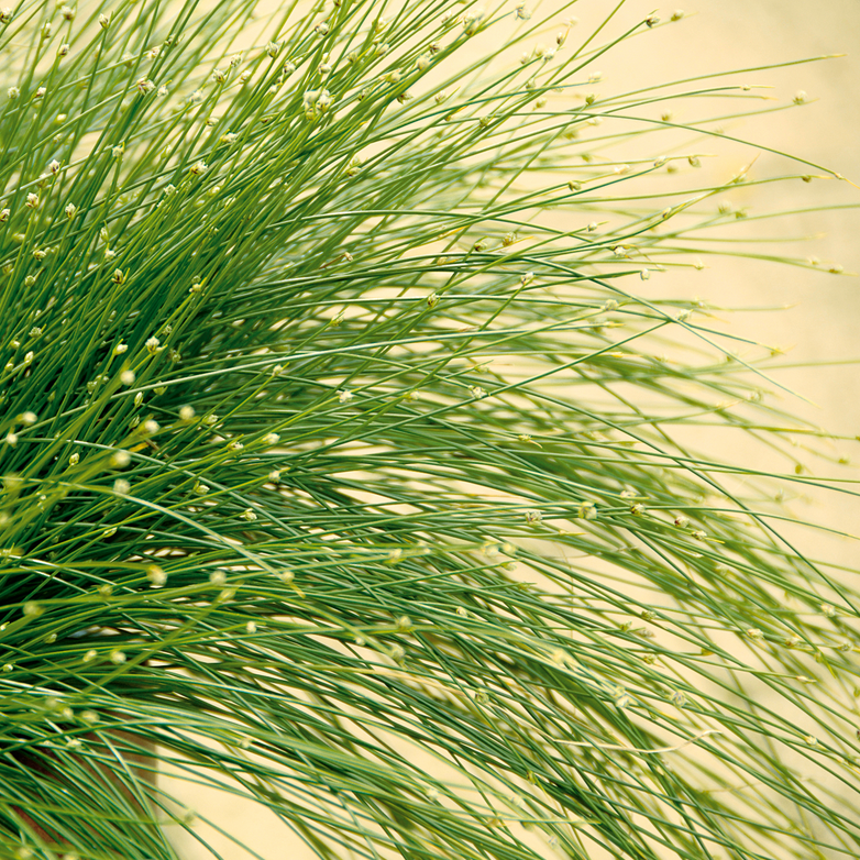 Low Bulrush | Graceful Grasses® Fiber Optic Grass | Proven Winners ...