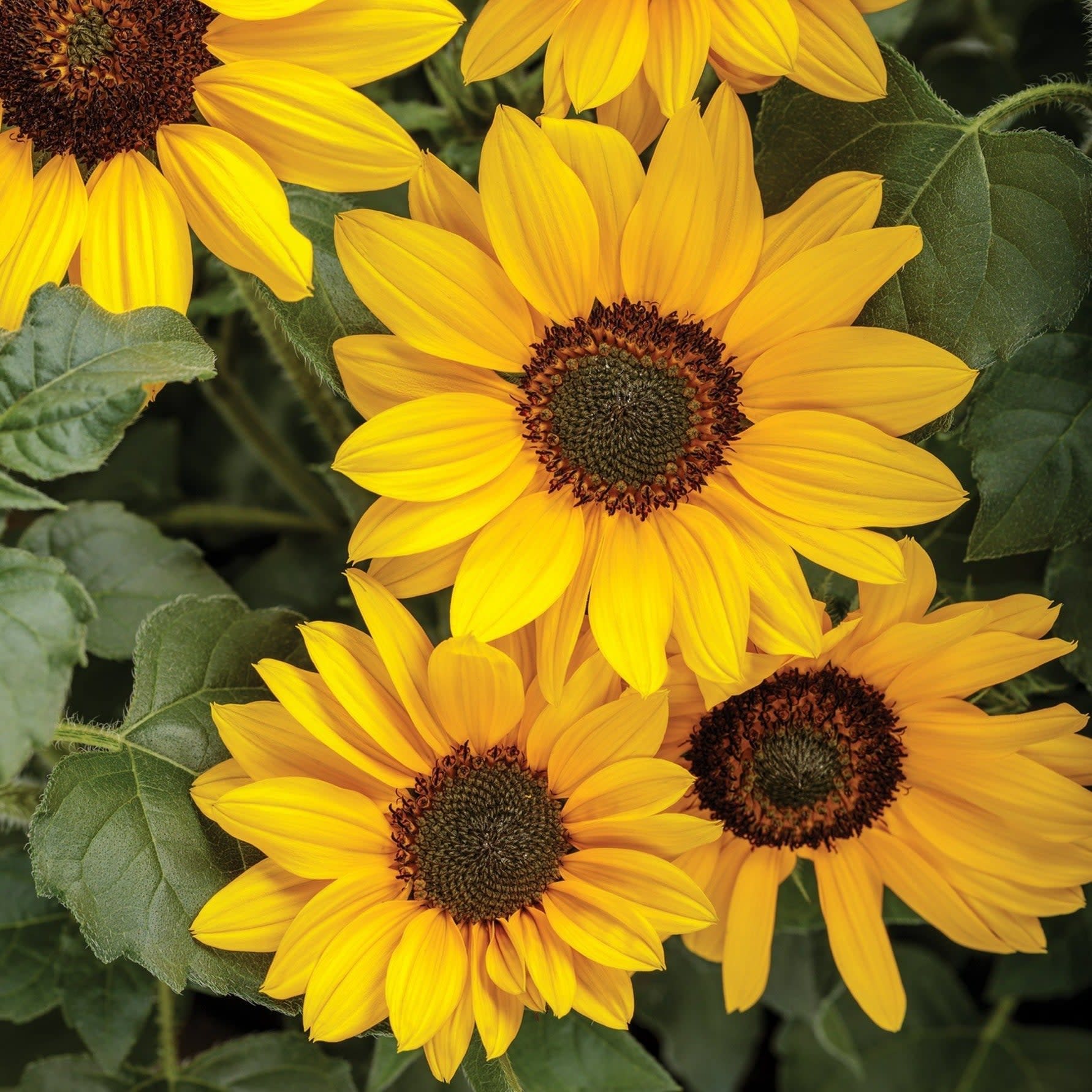 Sunflower | Suncredible® Yellow | Proven Winners® Annuals – Proven ...