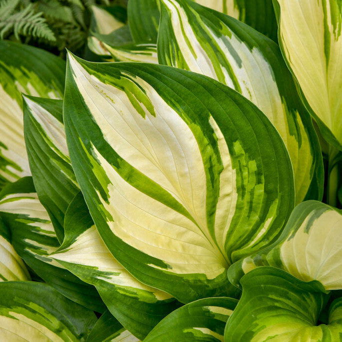 Hosta | Shadowland® 'Miss America' | Proven Winners® Perennials ...