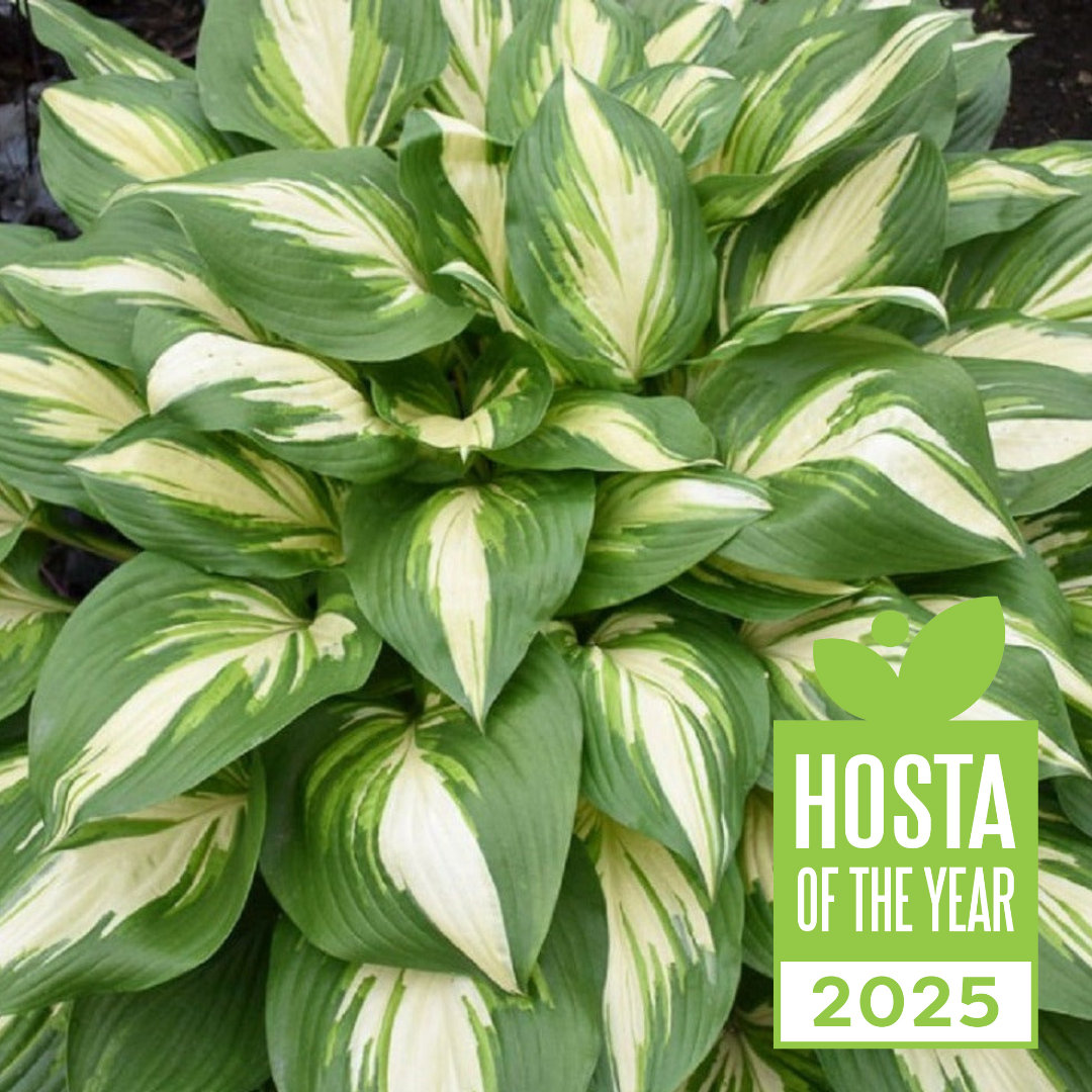 Hosta | Shadowland® 'Miss America' | Proven Winners® Perennials ...