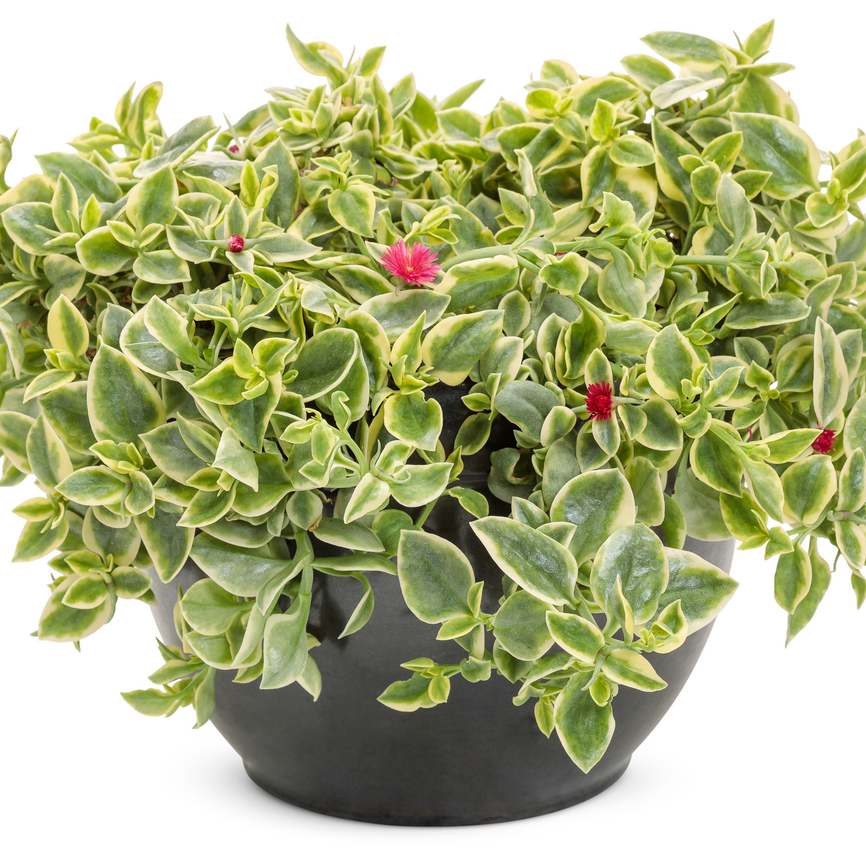 Livingstone Daisy | Mezoo™ Trailing Red | Proven Winners® Annuals ...