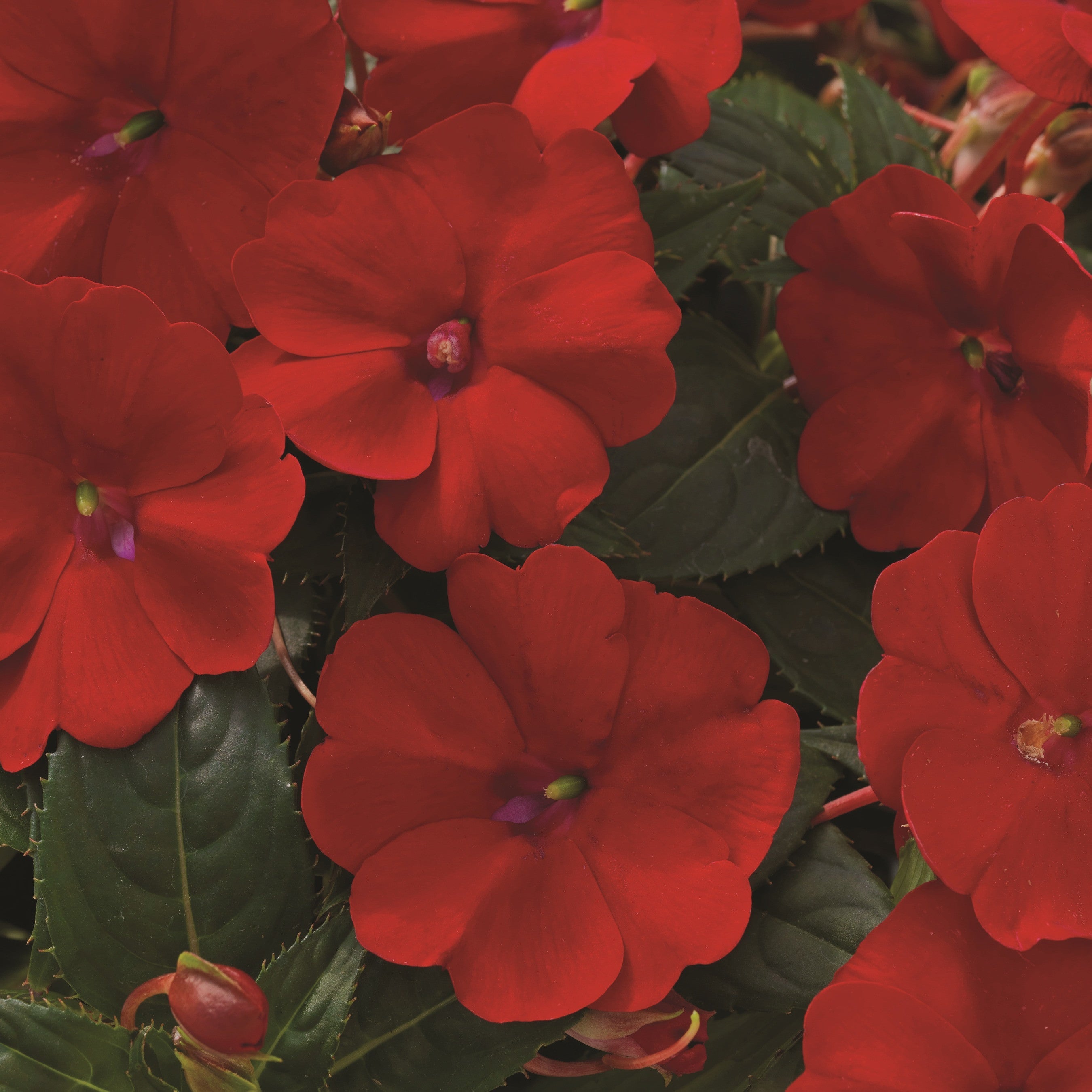 Impatiens | Proven Selections® SunPatiens® Compact Deep Red | Proven ...