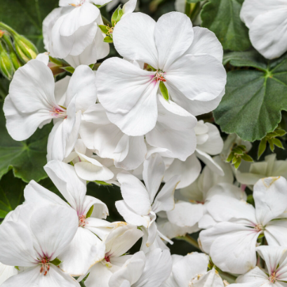 Geranium | Boldly® White | Proven Winners® Annuals – Proven Winners ...