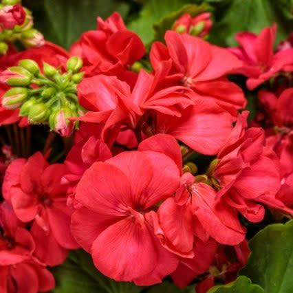 Geranium | Boldly® Coral | Proven Winners® Annuals – Proven Winners ...