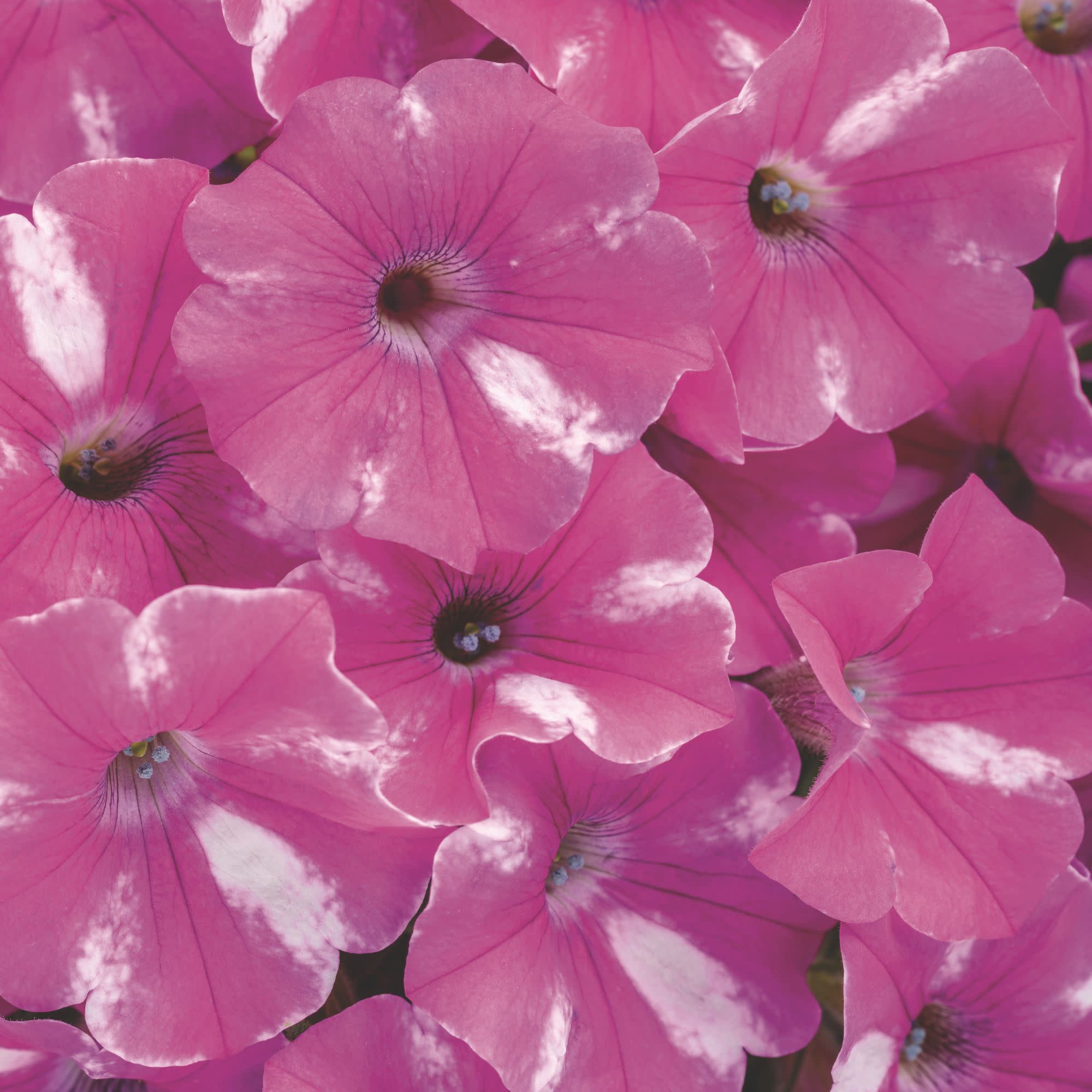 Petunia | Supertunia® Raspberry Rush™ | Proven Winners® Annuals ...