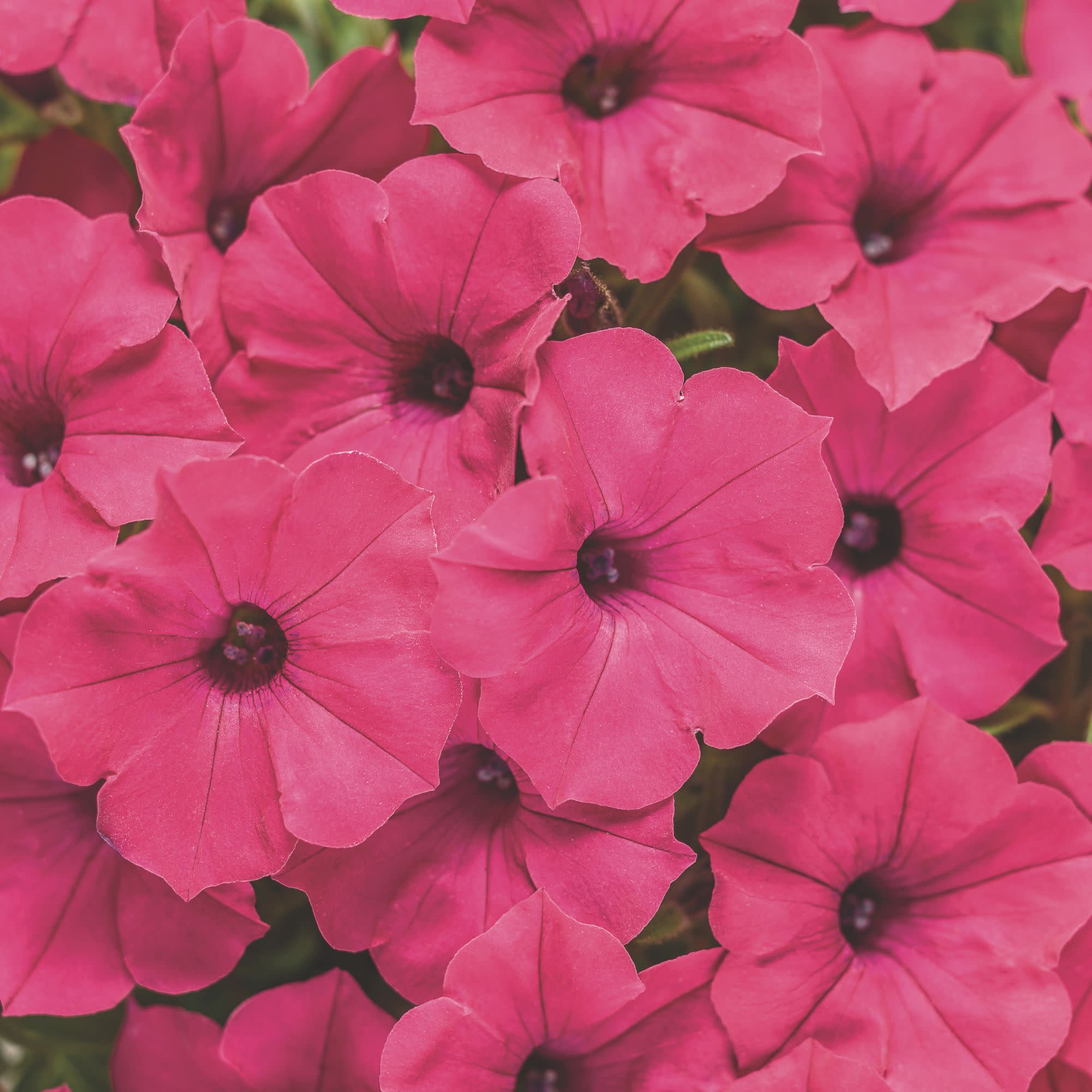 Petunia | Supertunia Vista® Fuchsia | Proven Winners® Annuals – Proven ...