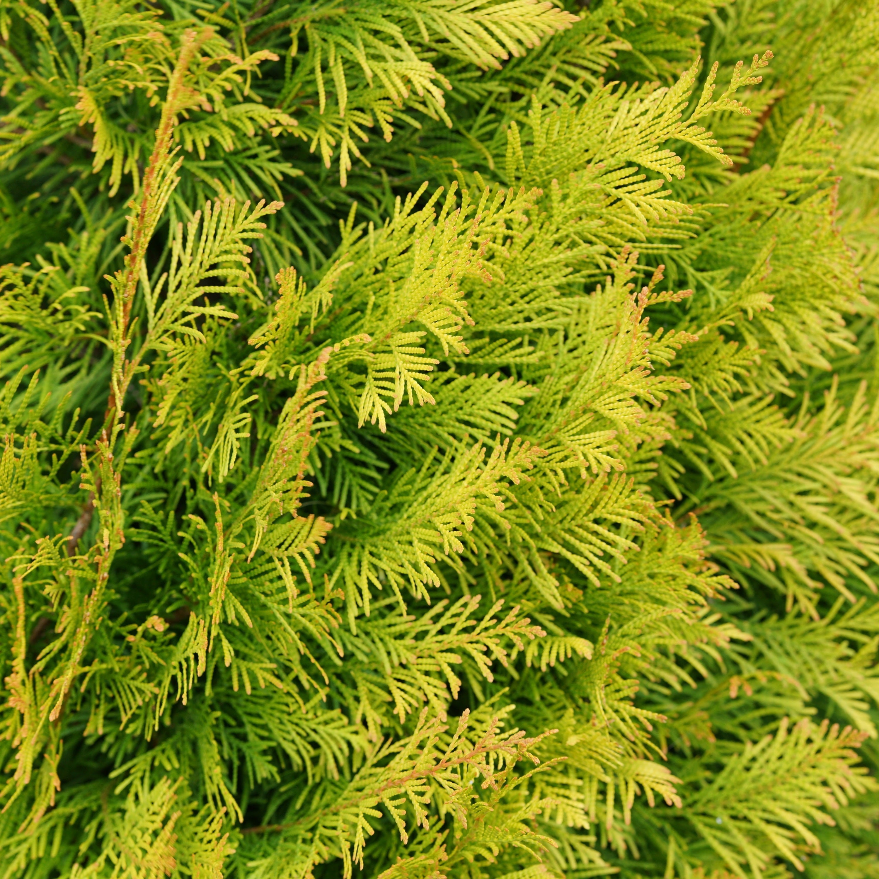 Western Arborvitae | Fluffy® | Proven Winners® Shrubs – Proven Winners ...